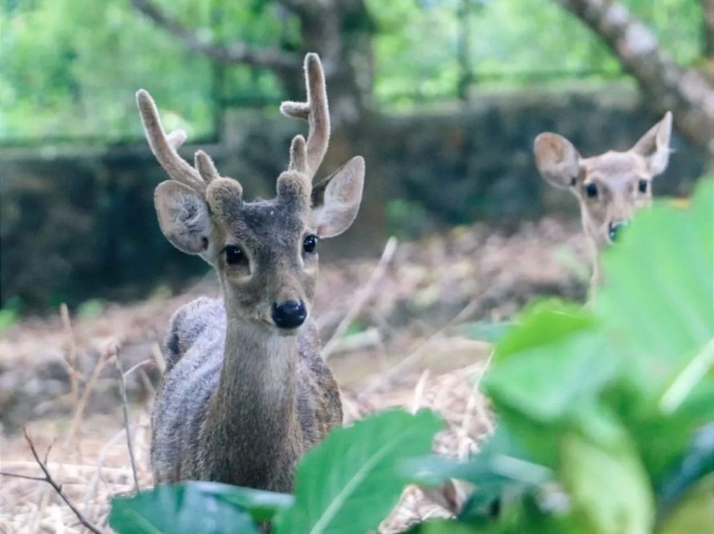 20 Rusa Bawean Kabur dari Penangkaran, 6 Sisanya Mati