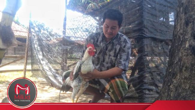 Budidayakan Ayam Gaok, M. Zahdi Jadi Peternak Besar di Madura