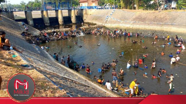 Pintu Air Balongsono Ditutup, Ratusan Warga Jombang Panen Ikan Pintu Air Balongsono Ditutup, Ratusan Warga Jombang Panen Ikan