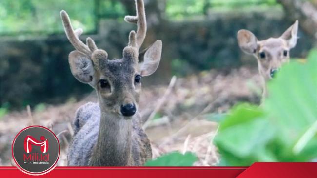 20 Rusa Bawean Kabur dari Penangkaran, 6 Sisanya Mati